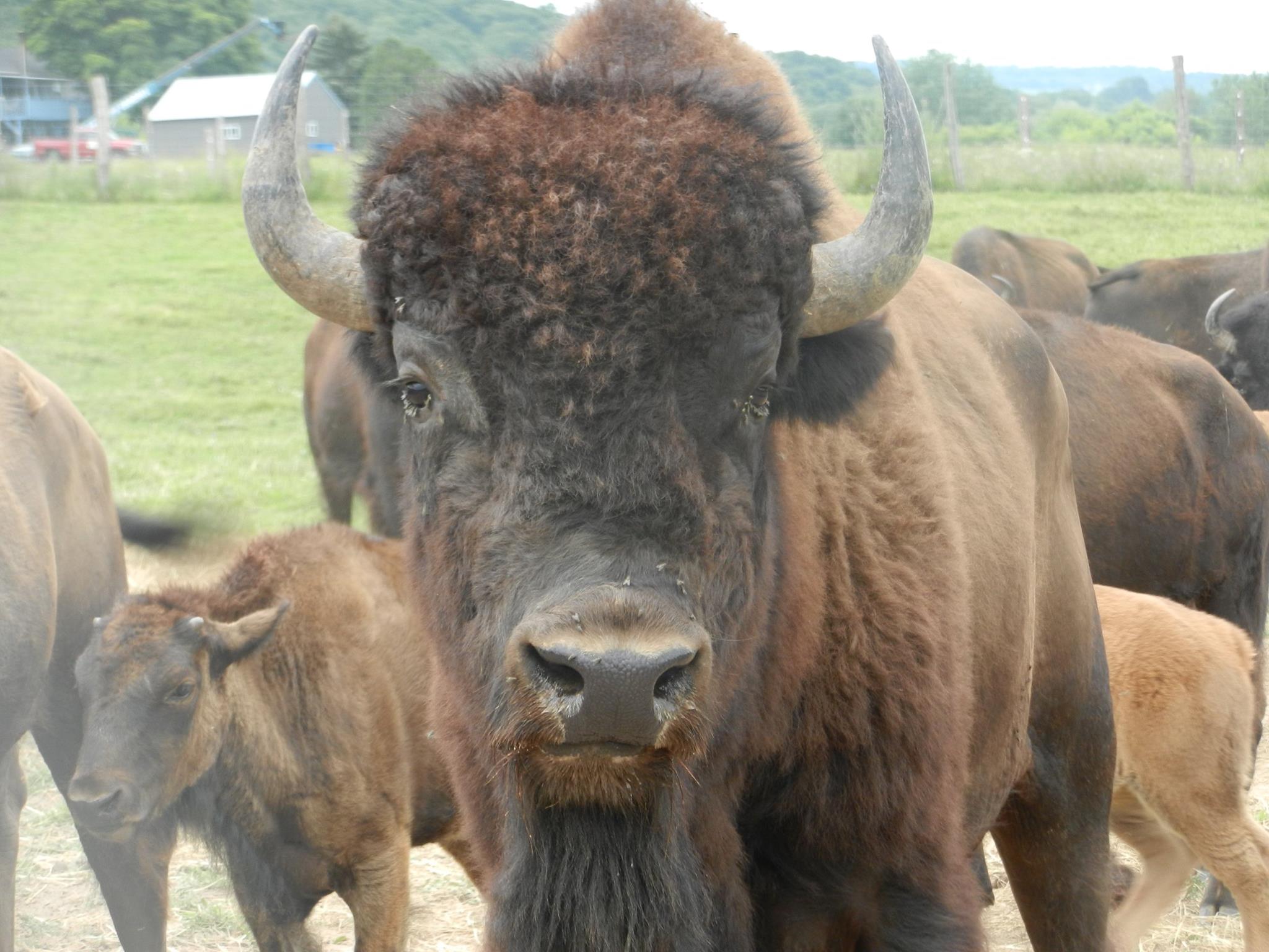 The Herd – Empire Buffalo